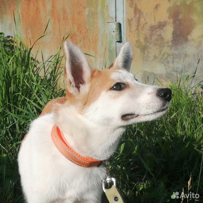 Щенок кобель бесплатно