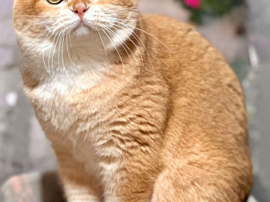 Британец Кот ny12