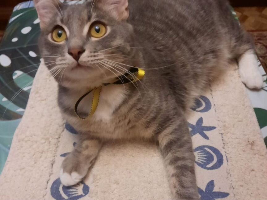Котик Дымок
