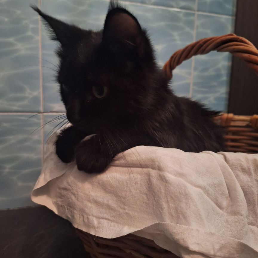 Кошечка ищет дом в добрые руки