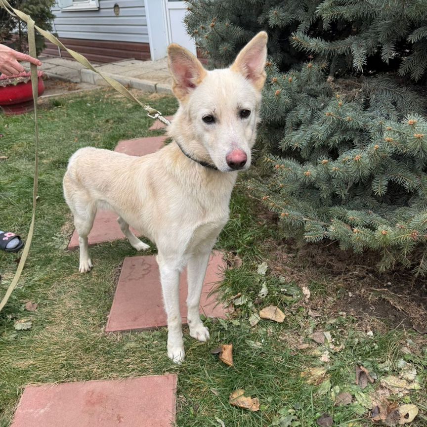 Джек в поиске дома