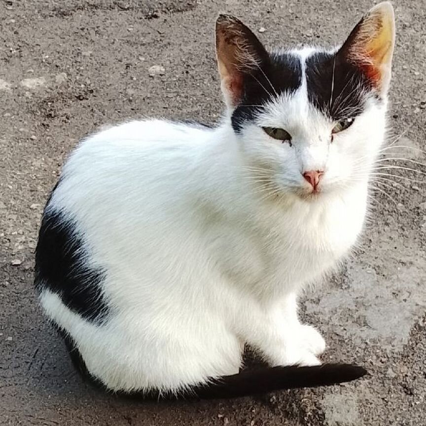 Взрослая, Девочка кошка в добрые руки