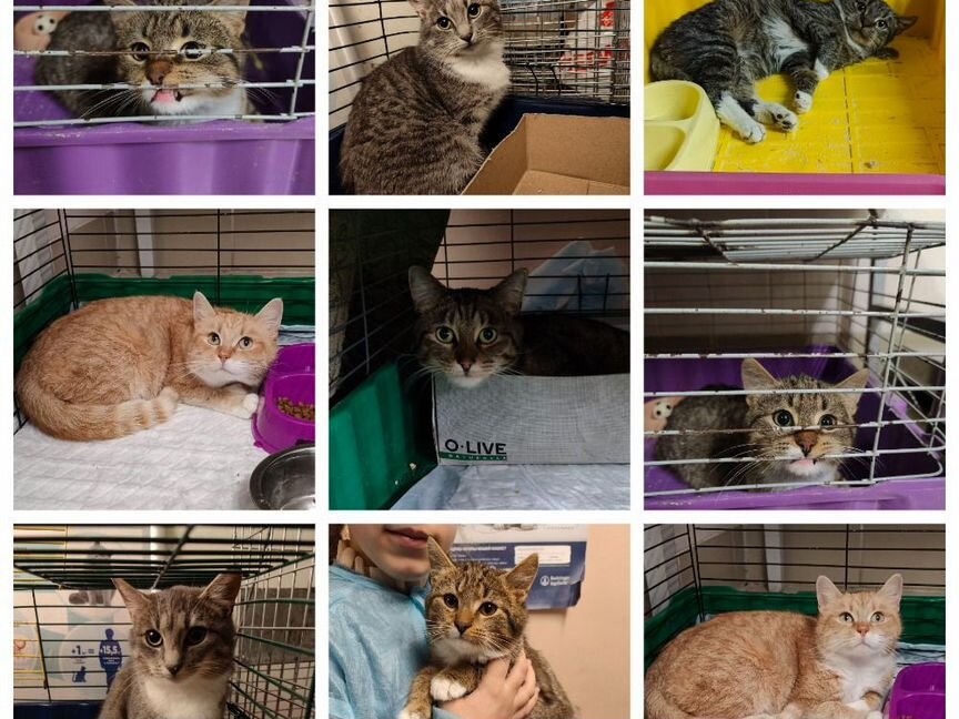 Завал подкинутых животных в клинике