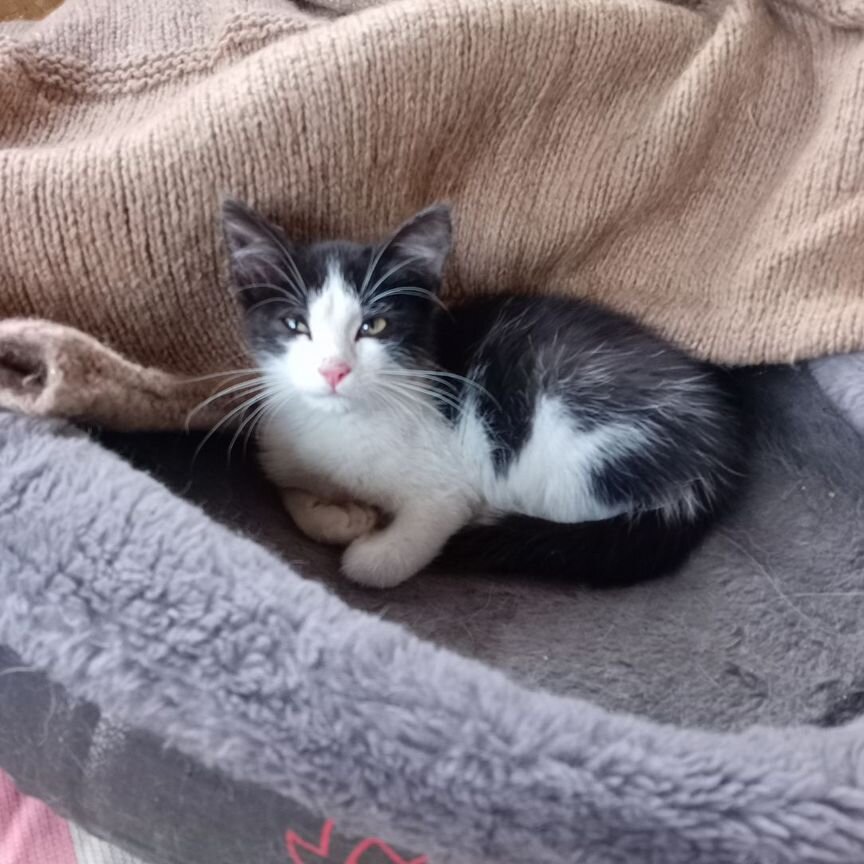 Котенок подкидыш ищет семью