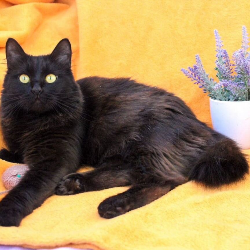 Миюки чёрная пушистая кошка в дар