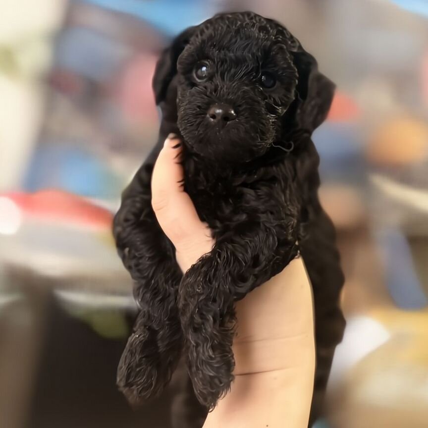 Карликовый пудель, щенок