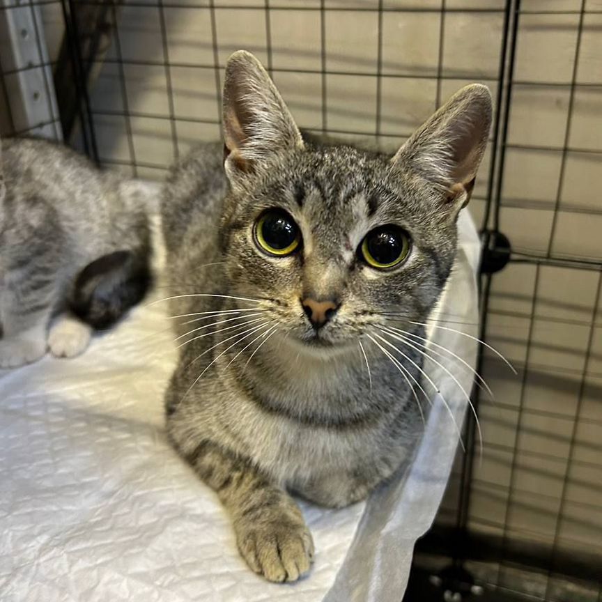 Взрослая, кошка в добрые руки