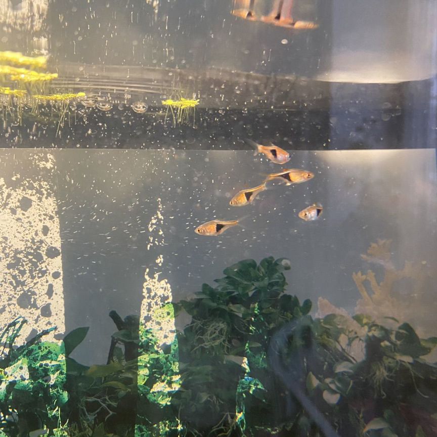 Расбора гетероморфа рыбки