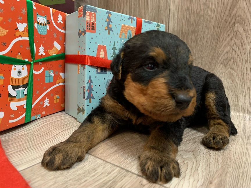 Щенки эрдельтерьера