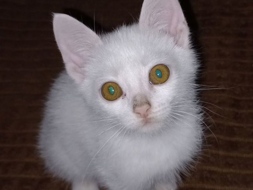 Белый котенок в добрые руки