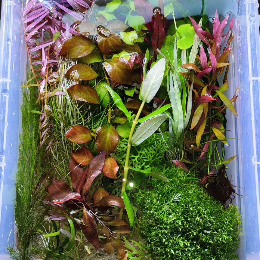 Растения для аквариума