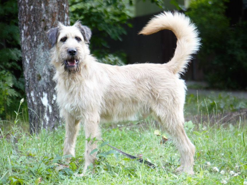 Пес-Босс в поисках своего счастья