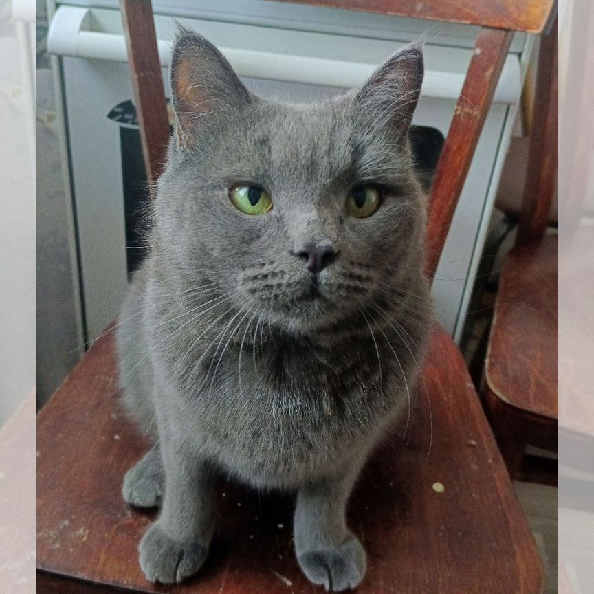 Котики бесплатно в добрые руки