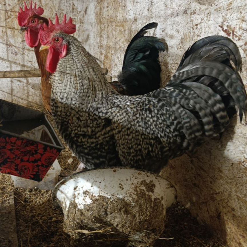 Молодые петухи