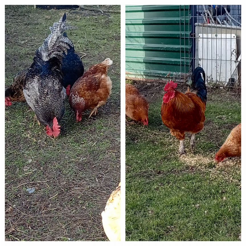 Племенной петух