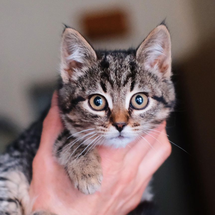Ласкуша котёнка в добрые руки