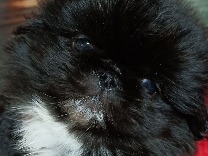 Пекинесики