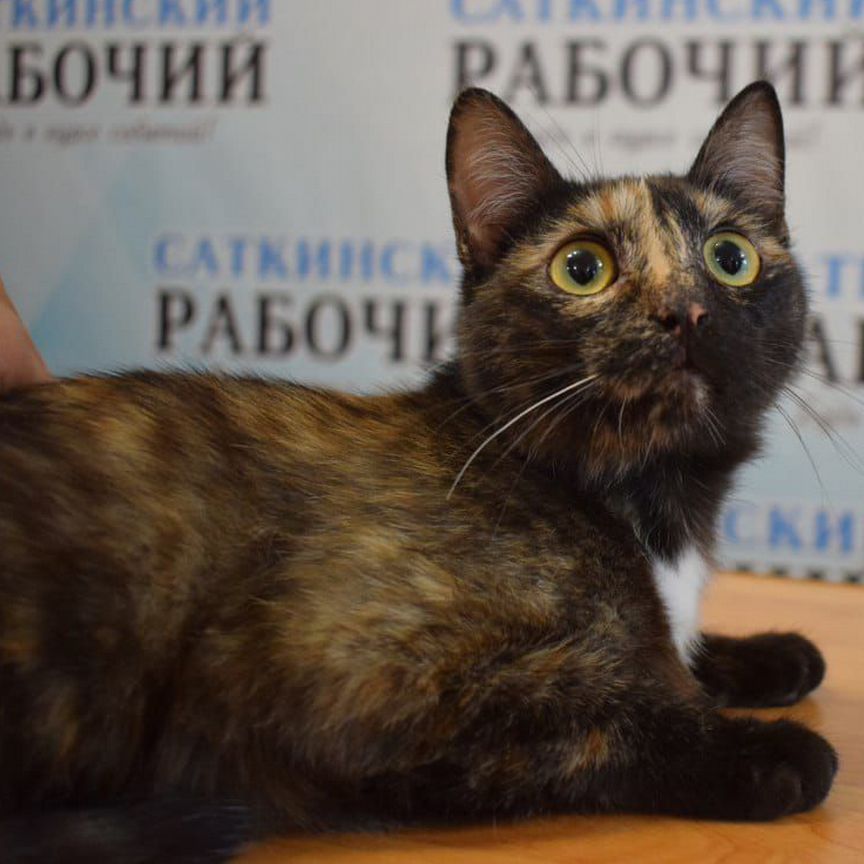 Молодая стерилизованная кошечка