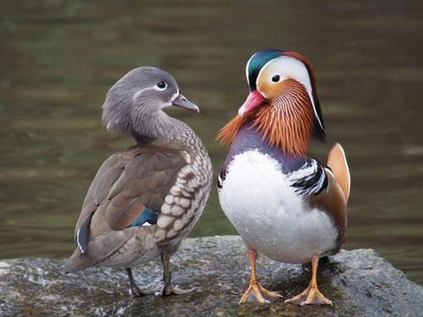 Утки мандаринки