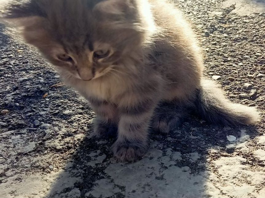 Котята в добрые руки бесплатно