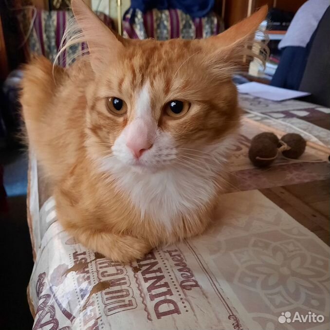 Ищу хозяина молодому коту