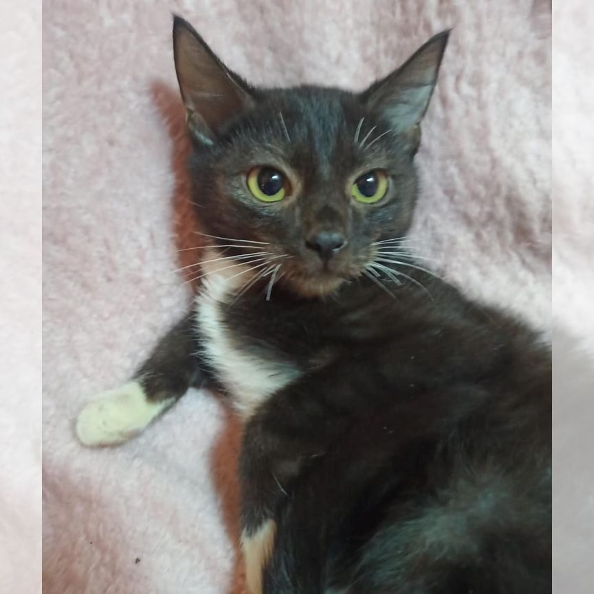Котенок Брюс