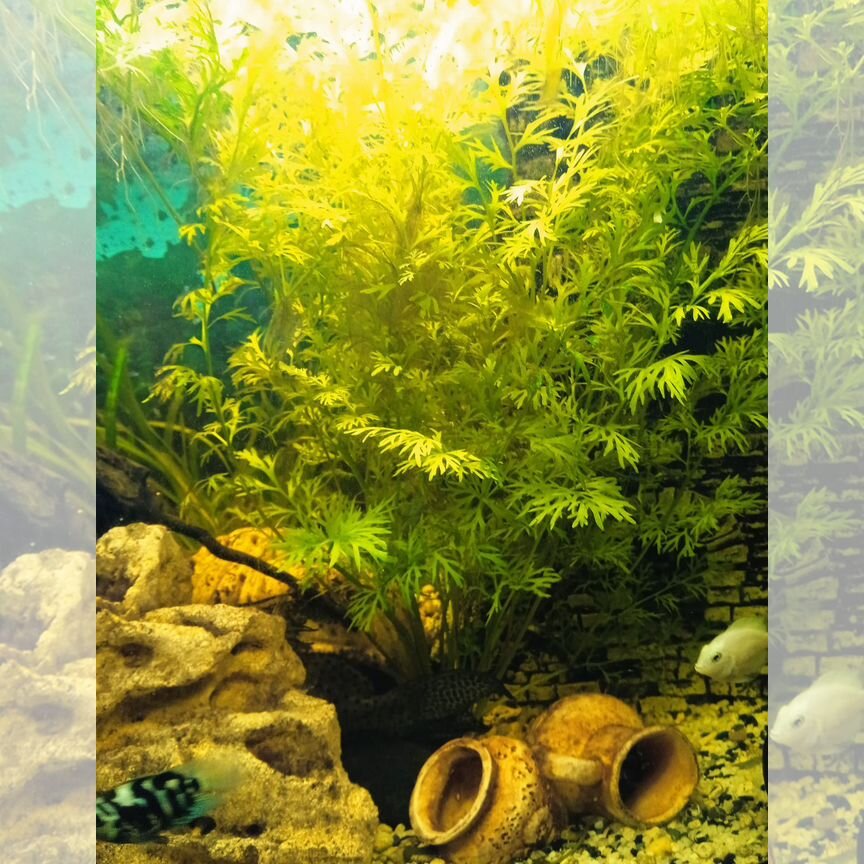 Аквариумные растения