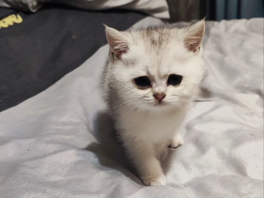 Шатланские вислоухие котята