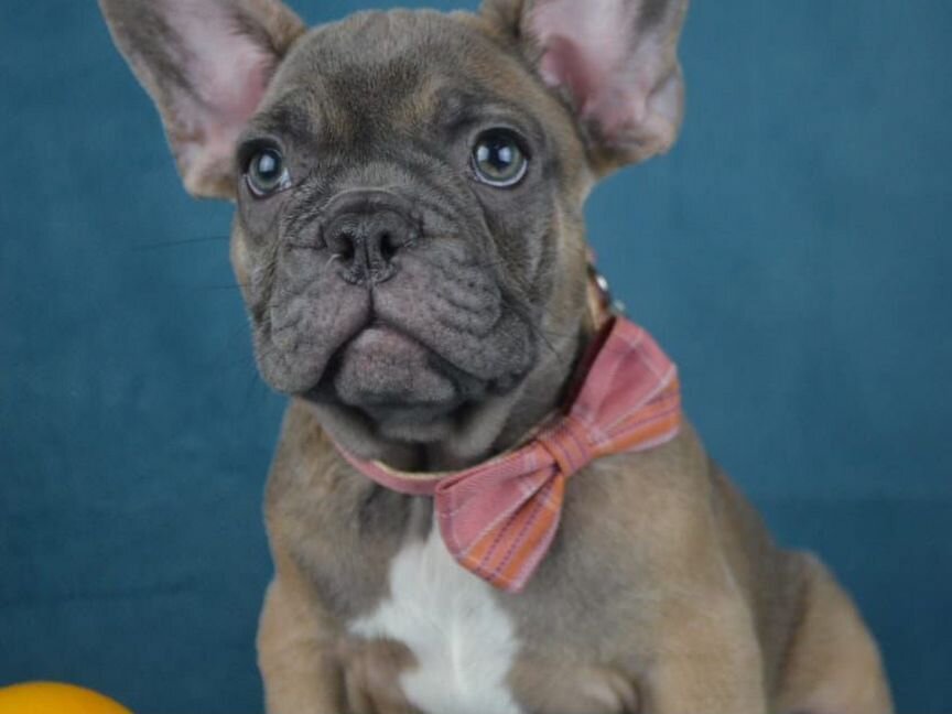 Французский бульдог малыш