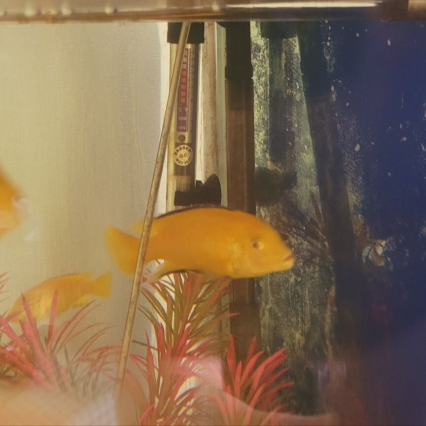 Цихлида еллоу