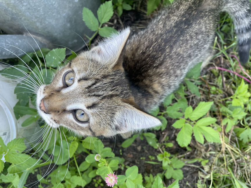 Котенок метис сибирской породы