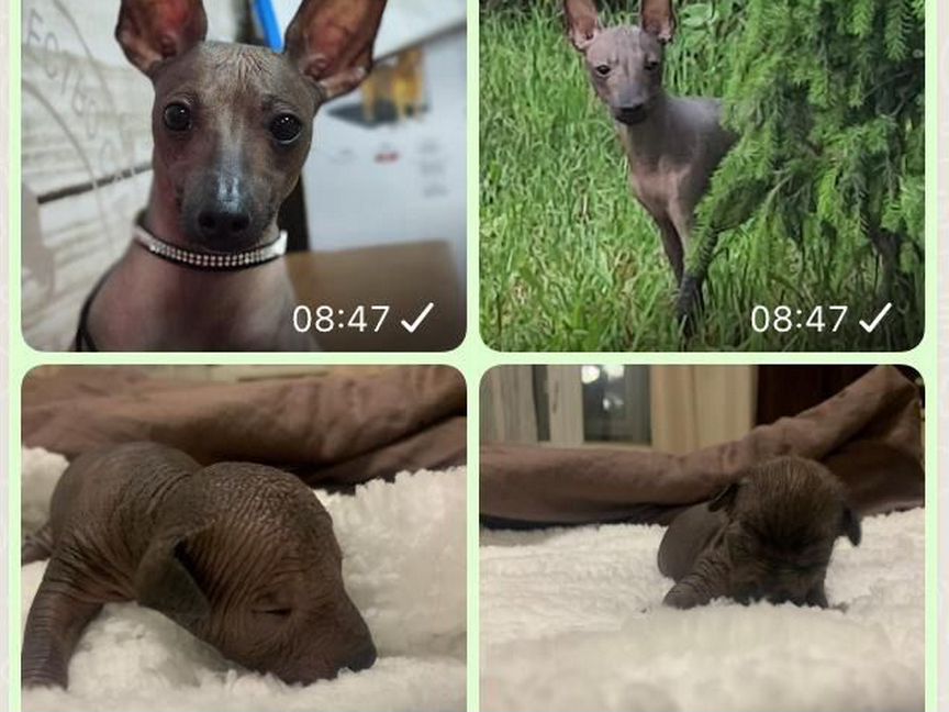 Щенки ксолоитцкуинтли