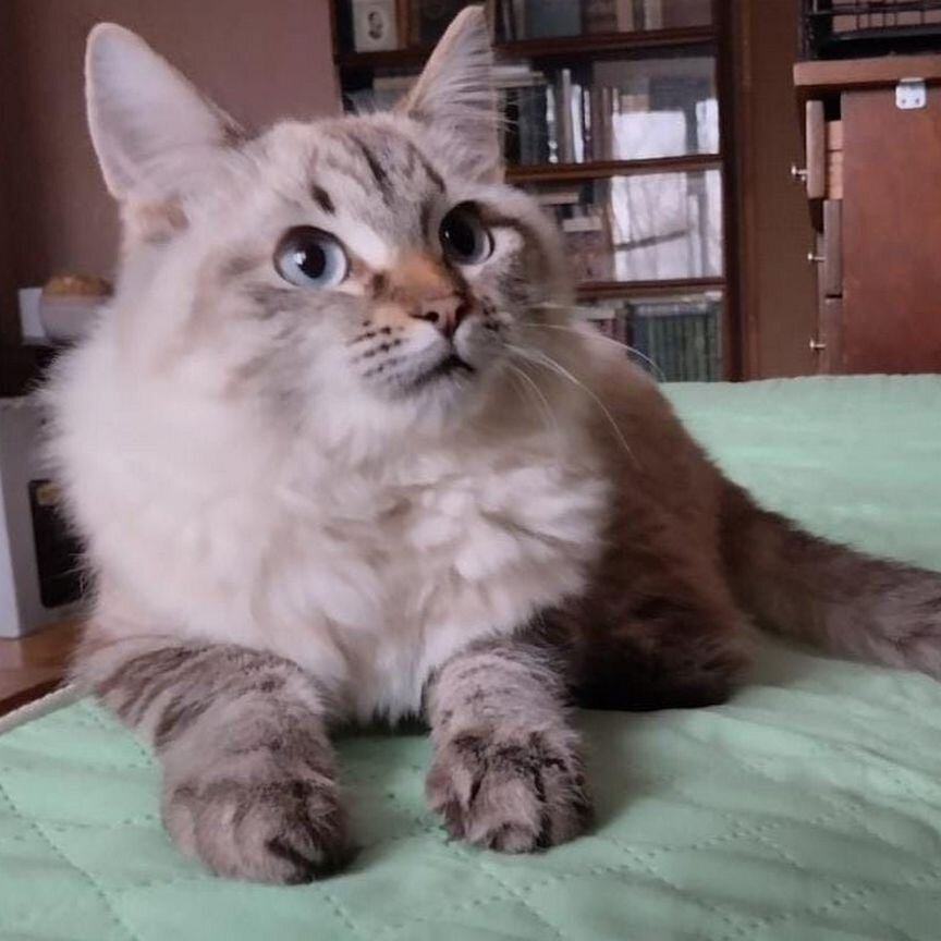 Кошка невская маскарадная
