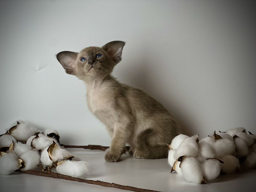 Сиамские котята