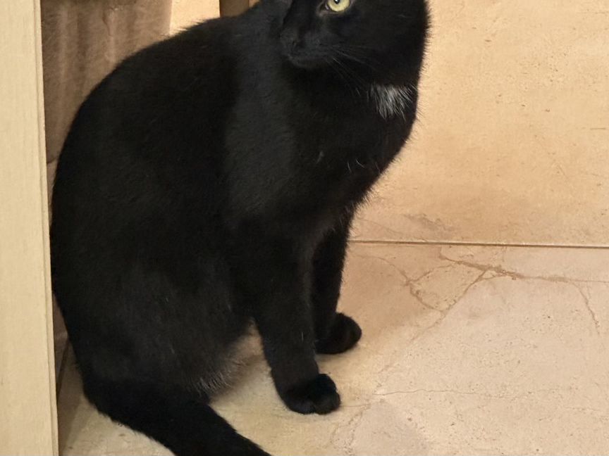 Котик Микки трёхлапик