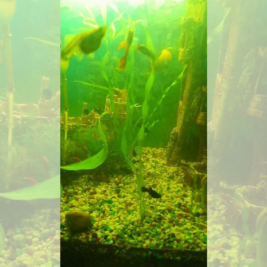 Моллинезия