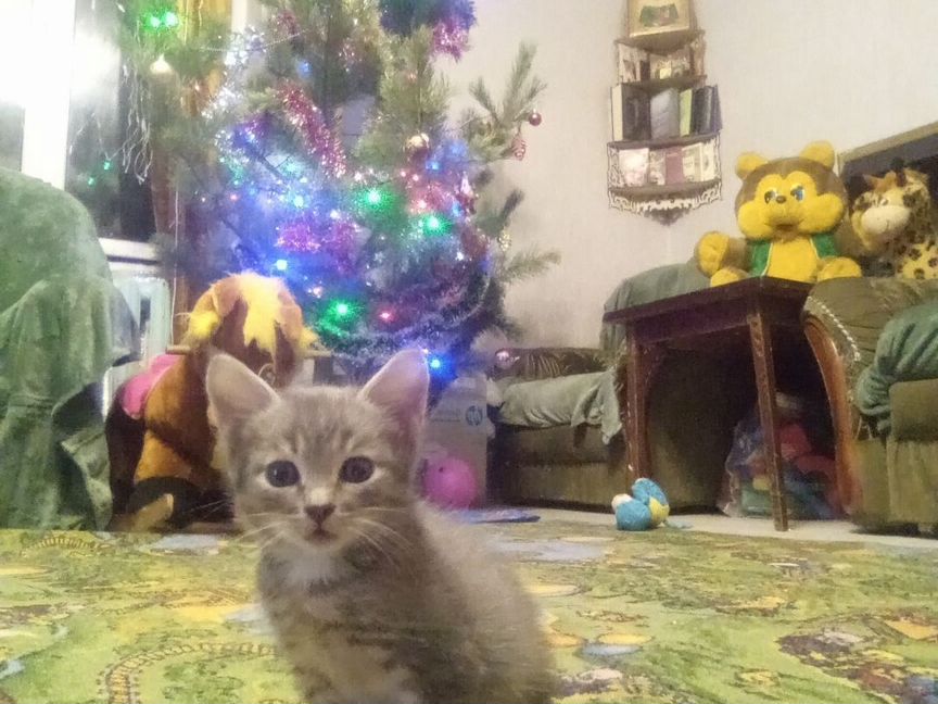 Кошечка в добрые руки