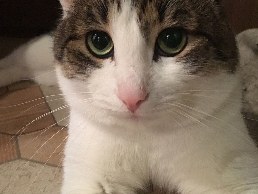 Кот Жан Жак