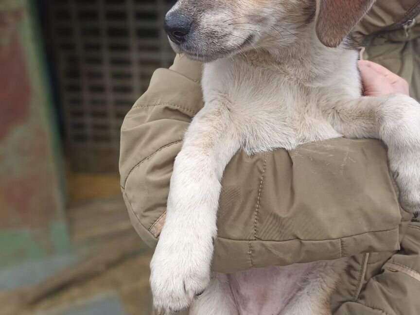 Девочка 3 мес очень сильно хочет быть домашней