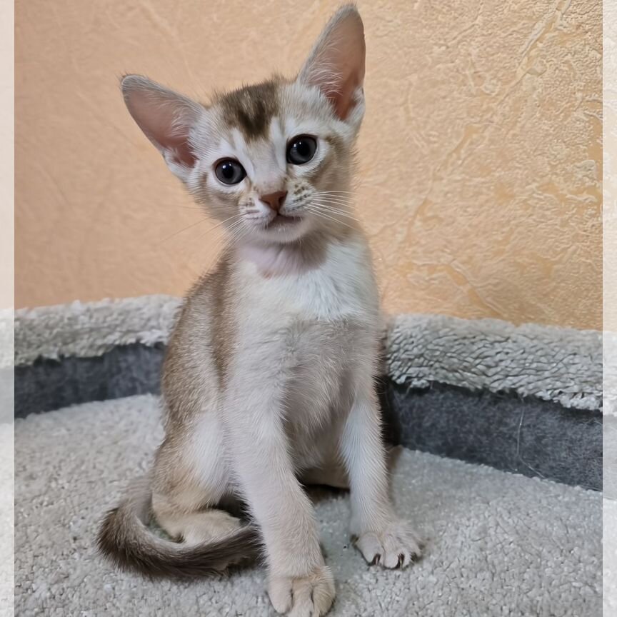 Абиссинский котёнок