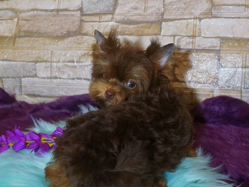 Шоколадный йорк мини мальчик