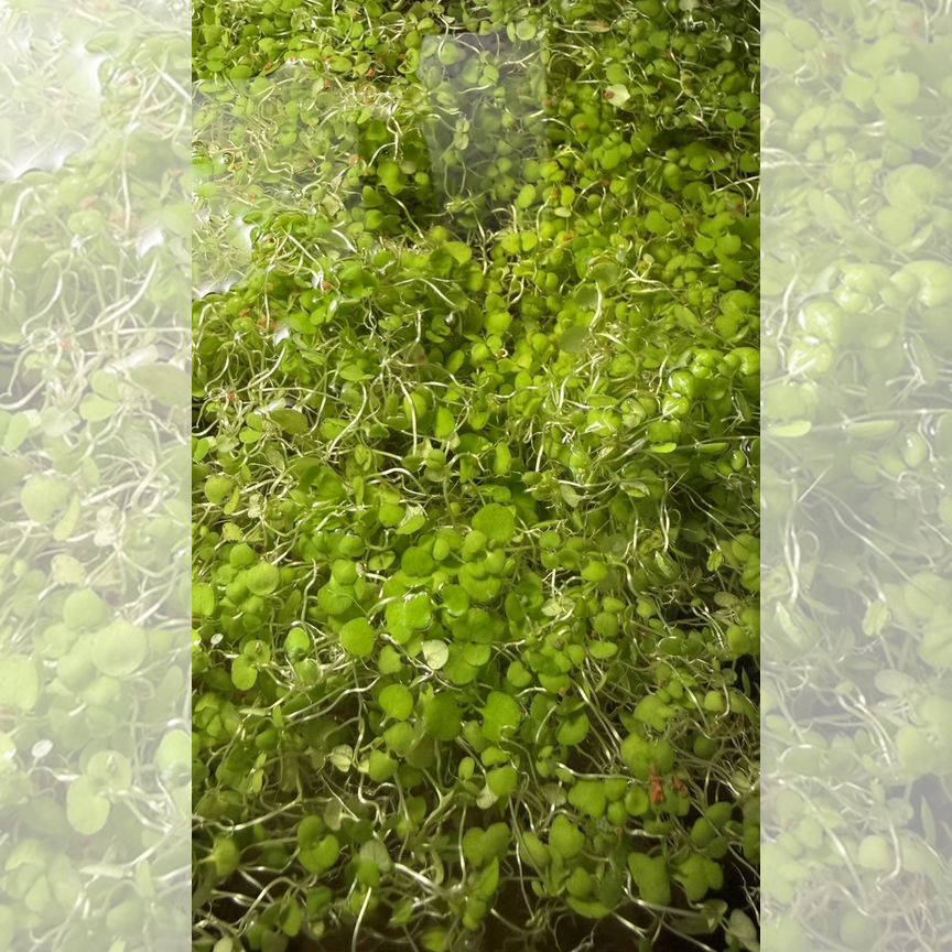 Ряска для аквариума