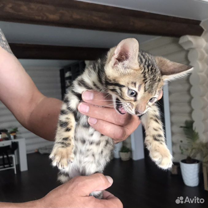 Бенгальские парень и девочка