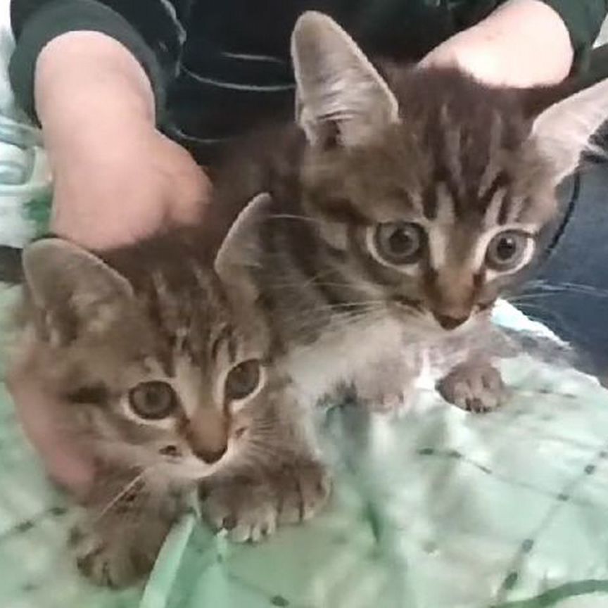 Котята бесплатно 1 месяц