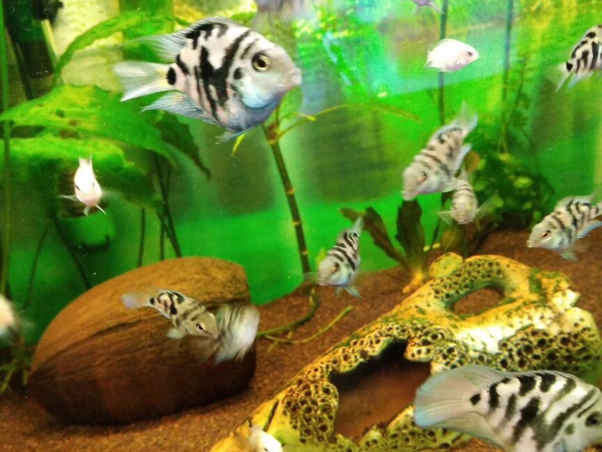 Мини попугай