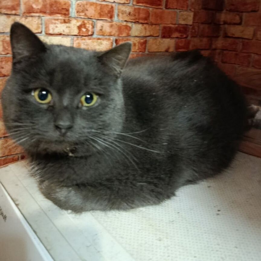 Взрослый кот в добрые руки