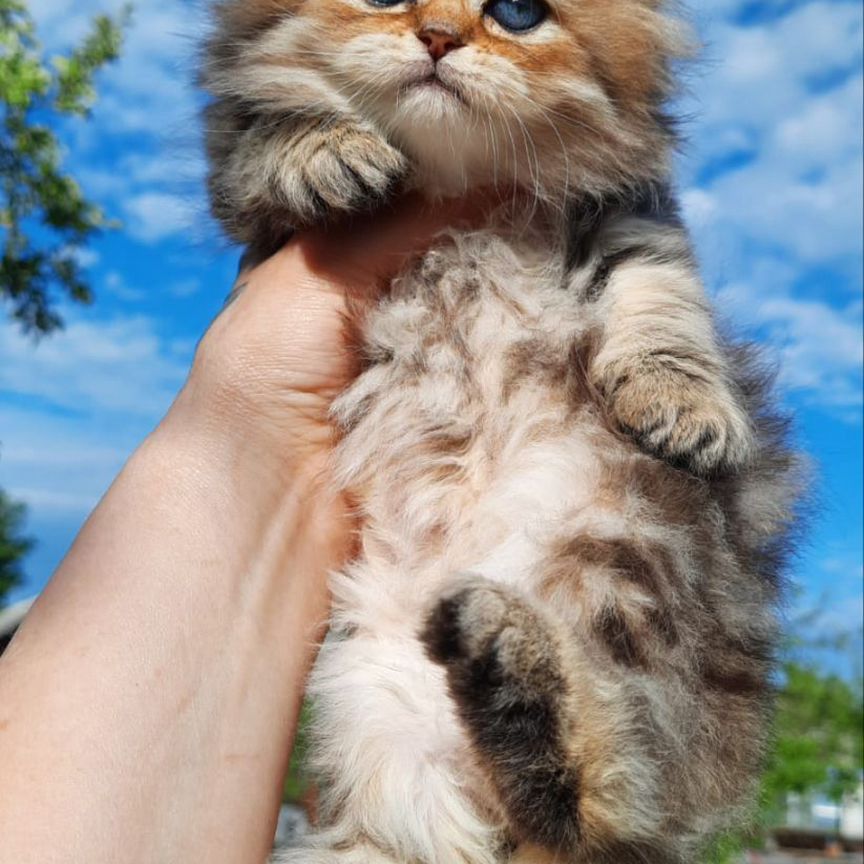 Котята золотая шиншилла