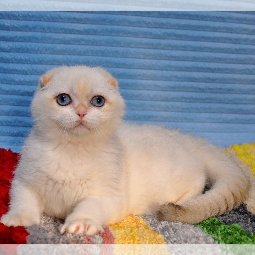 Шотландский вислоухий короткошёрстный котёнок