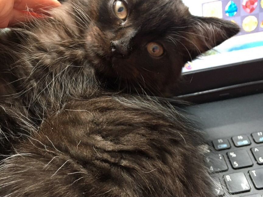 Котенок