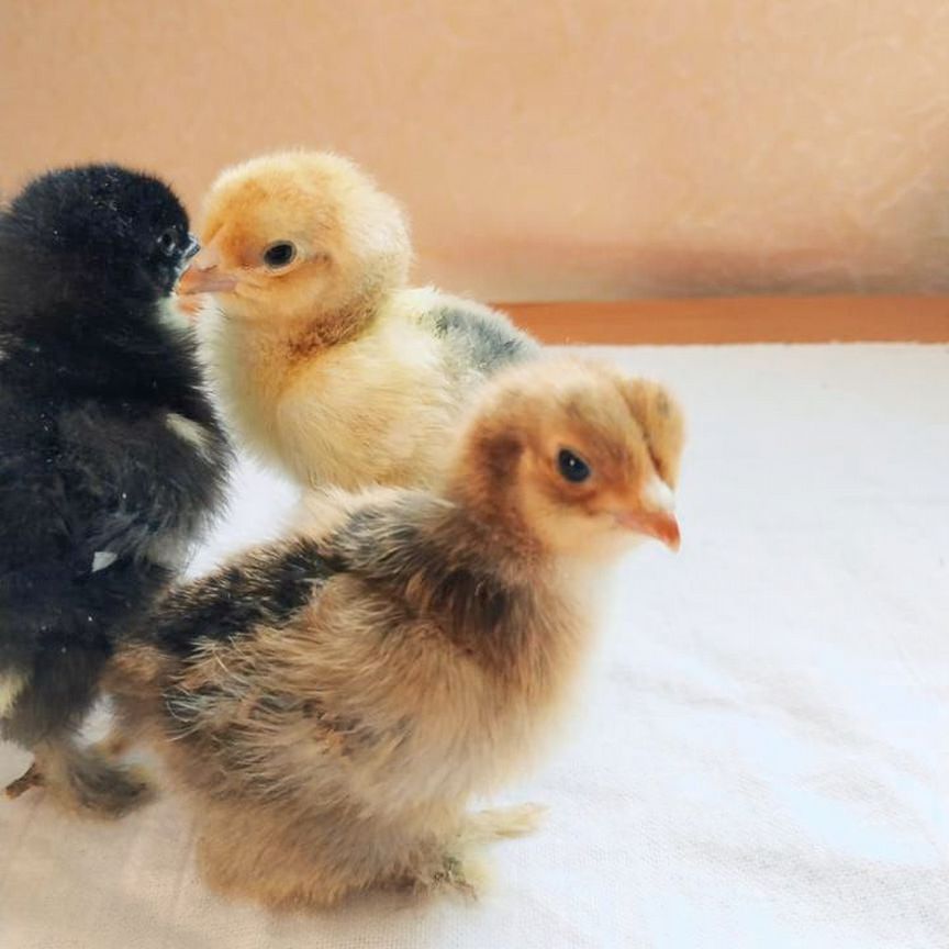 Цыплята брама